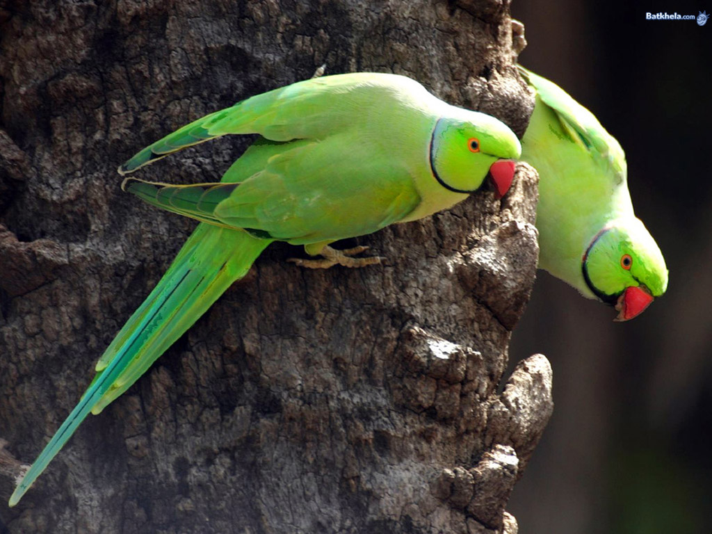 krishna: lovely brids