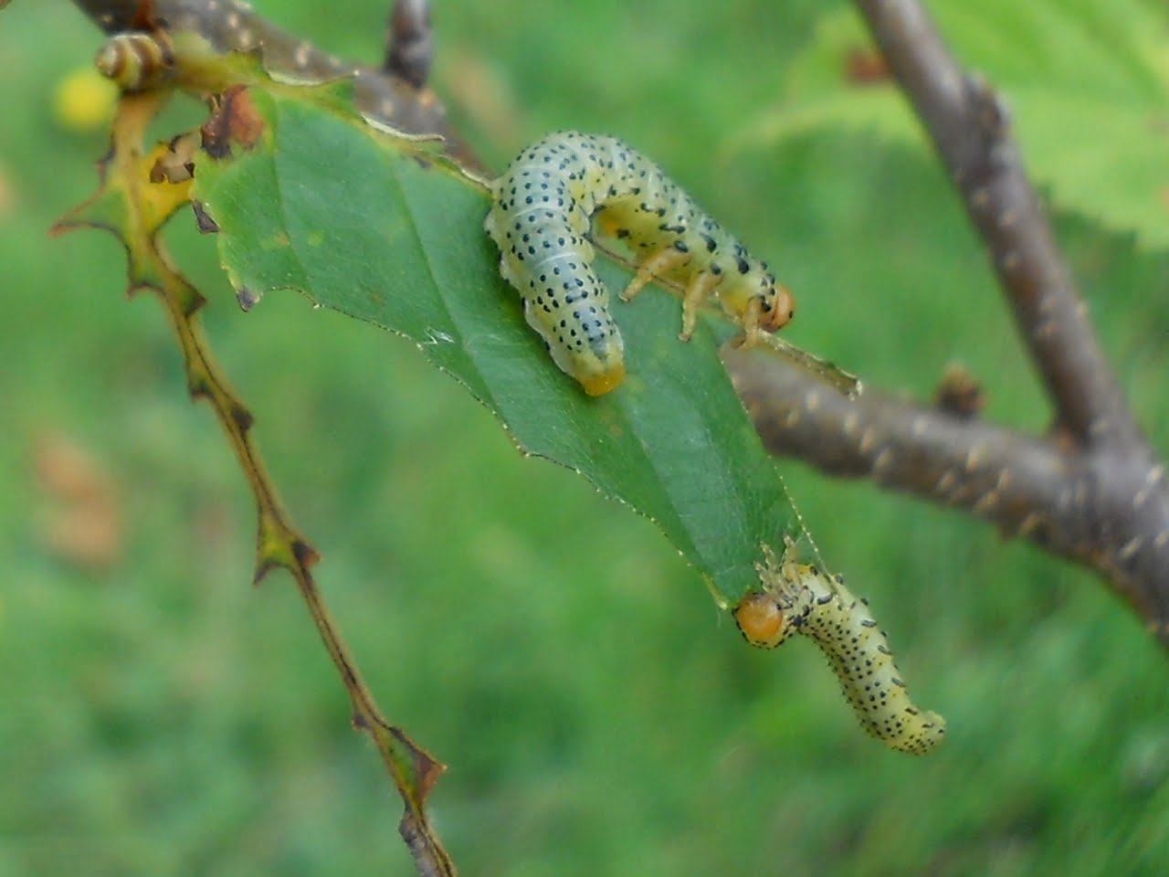 Canoe Corner: Little Green Worms