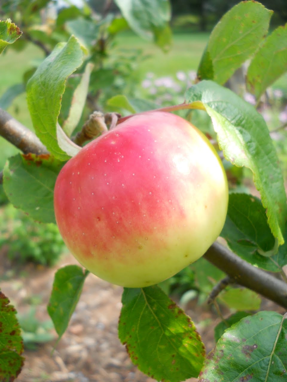 Canoe Corner: How to tell if an Apple is Ripe