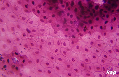 Macro y microfotografia: Microfotografía: Células animales