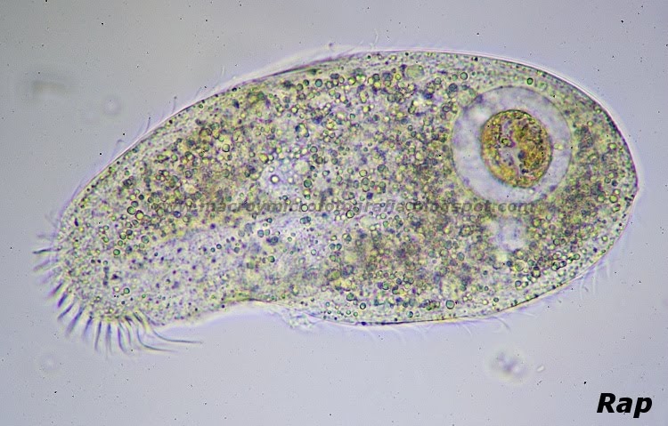 Macro y microfotografia: Microfotografía: Paramecio
