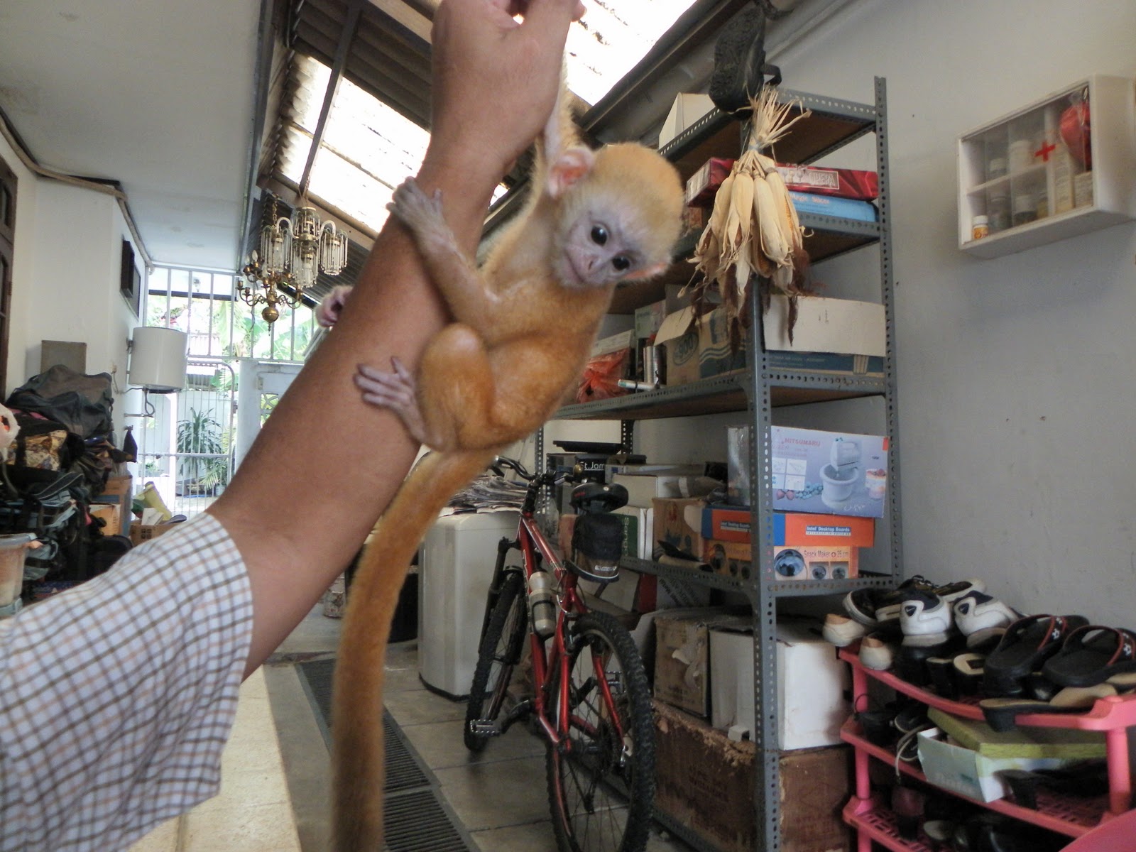 SIDI PRANYOTO: Lutung Jawa (Trachypithecus auratus)