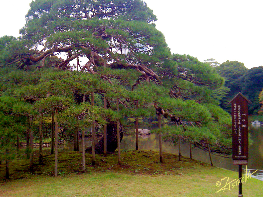 A Burning Designer: A Garden in Tokyo