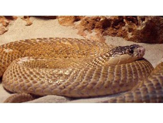 Cobras: Cobra escupidora