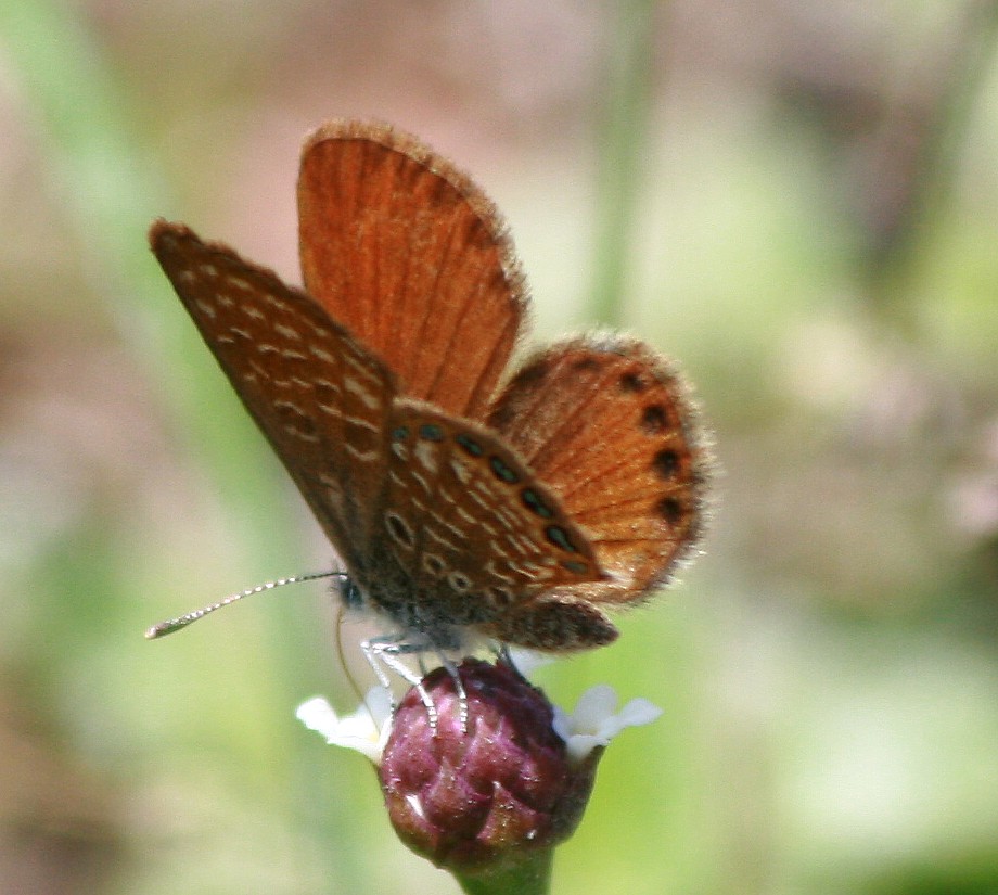 Pixel Pics: Eastern Pygmy-blue
