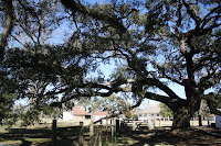 Travels with Suzi: Cane River Creole