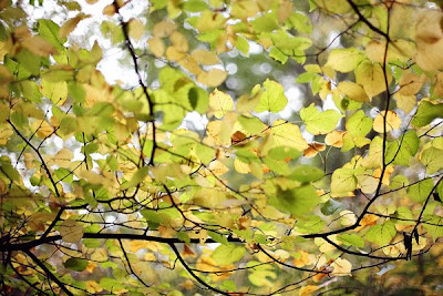 *Lovely Clusters - The Pretty Blog www.lovelyclustersblog.com: Nature ...