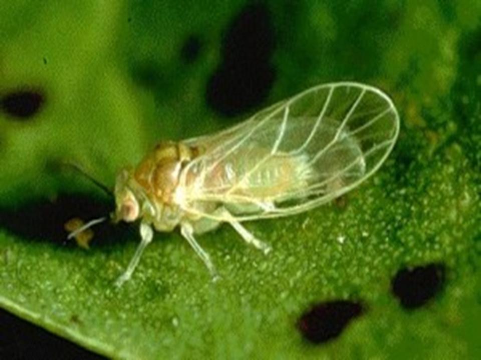 ENTOMOLOGIA FORESTAL: ORDENES DE LOS INSECTOS
