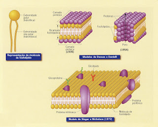 Blog de Biologia