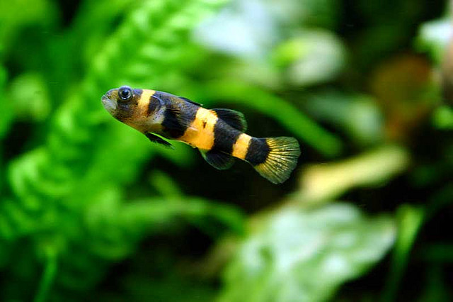 Tropical Bumblebee Goby | Exotic Tropical Ornamental Fish Photos With ...