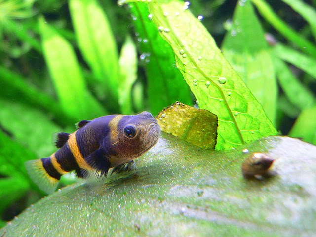 Tropical Bumblebee Goby | Exotic Tropical Ornamental Fish Photos With ...