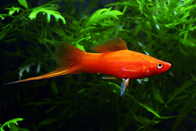 Tropical Platty Pictures | Exotic Tropical Ornamental Fish Photos With ...