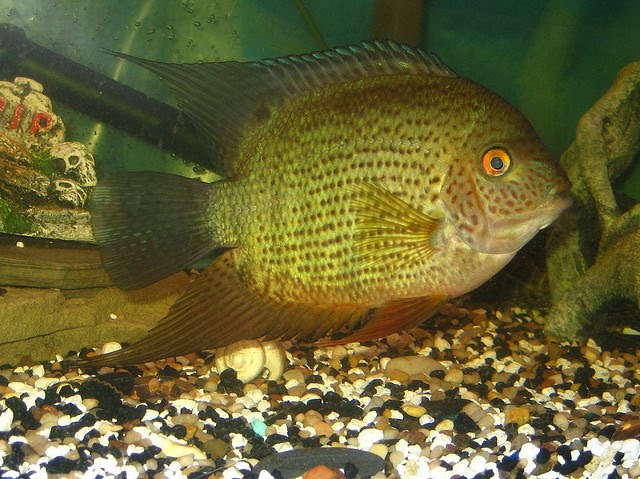 Tropical Cichalasoma Severum | Exotic Tropical Ornamental Fish Photos ...