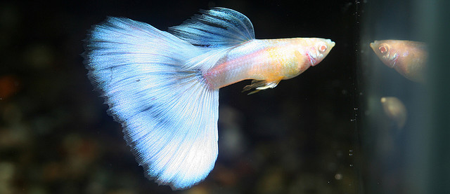 Most Popular Guppy Fish | Exotic Tropical Ornamental Fish Photos With ...