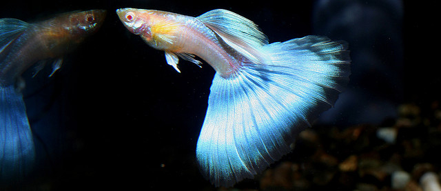 Most Popular Guppy Fish | Exotic Tropical Ornamental Fish Photos With ...
