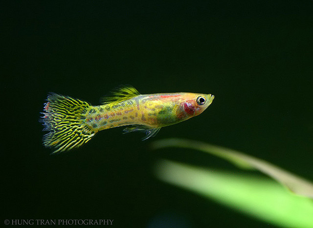 Leopard Guppy Stock Photos Isolated in Green Background | Exotic ...