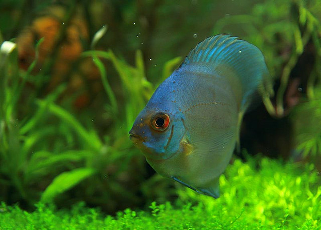 Blue Diamond Discus Fish | Exotic Tropical Ornamental Fish Photos With ...