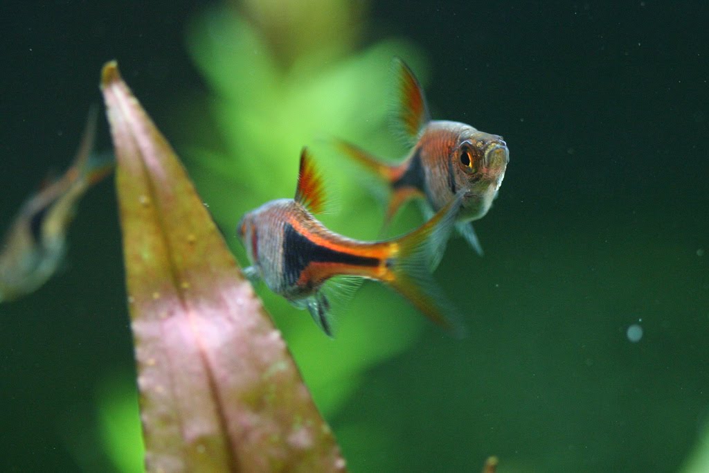 Rasbora Harlequin - Trigonostigma Heteromorpha Profile | Exotic ...