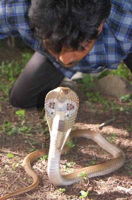 Snake Shyam: snake shyam showing five fith logn highley posions indian ...