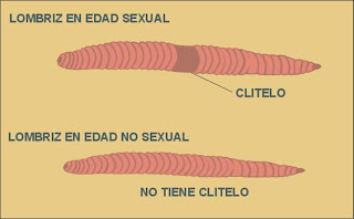 LOMBRICULTURA: SISTEMA REPRODUCTOR