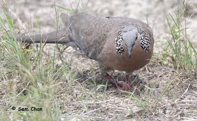 Intro Terkukur | Terkukur Segamat