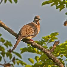 Intro Terkukur | Terkukur Segamat