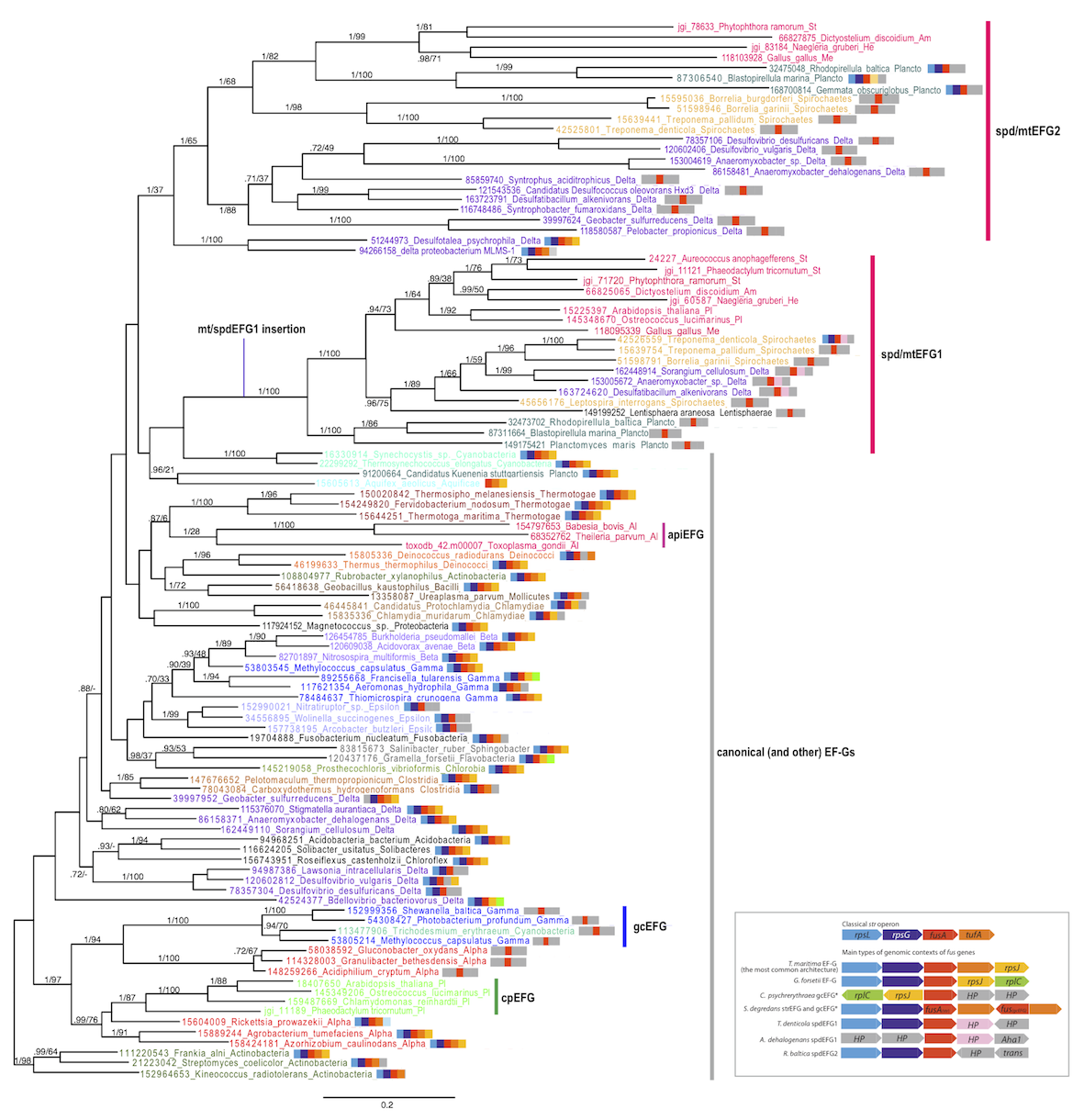 Protein Evolution and Other Musings: Evolution of Elongation Factor G