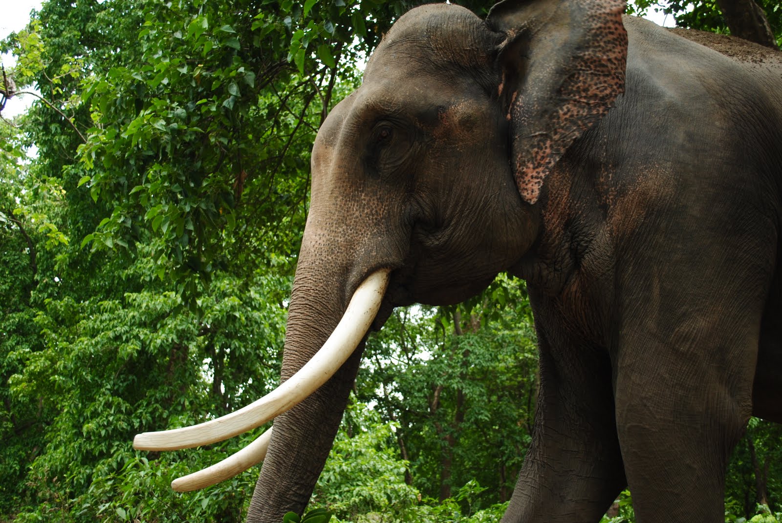 The Optical Perspective: The Indian Elephant