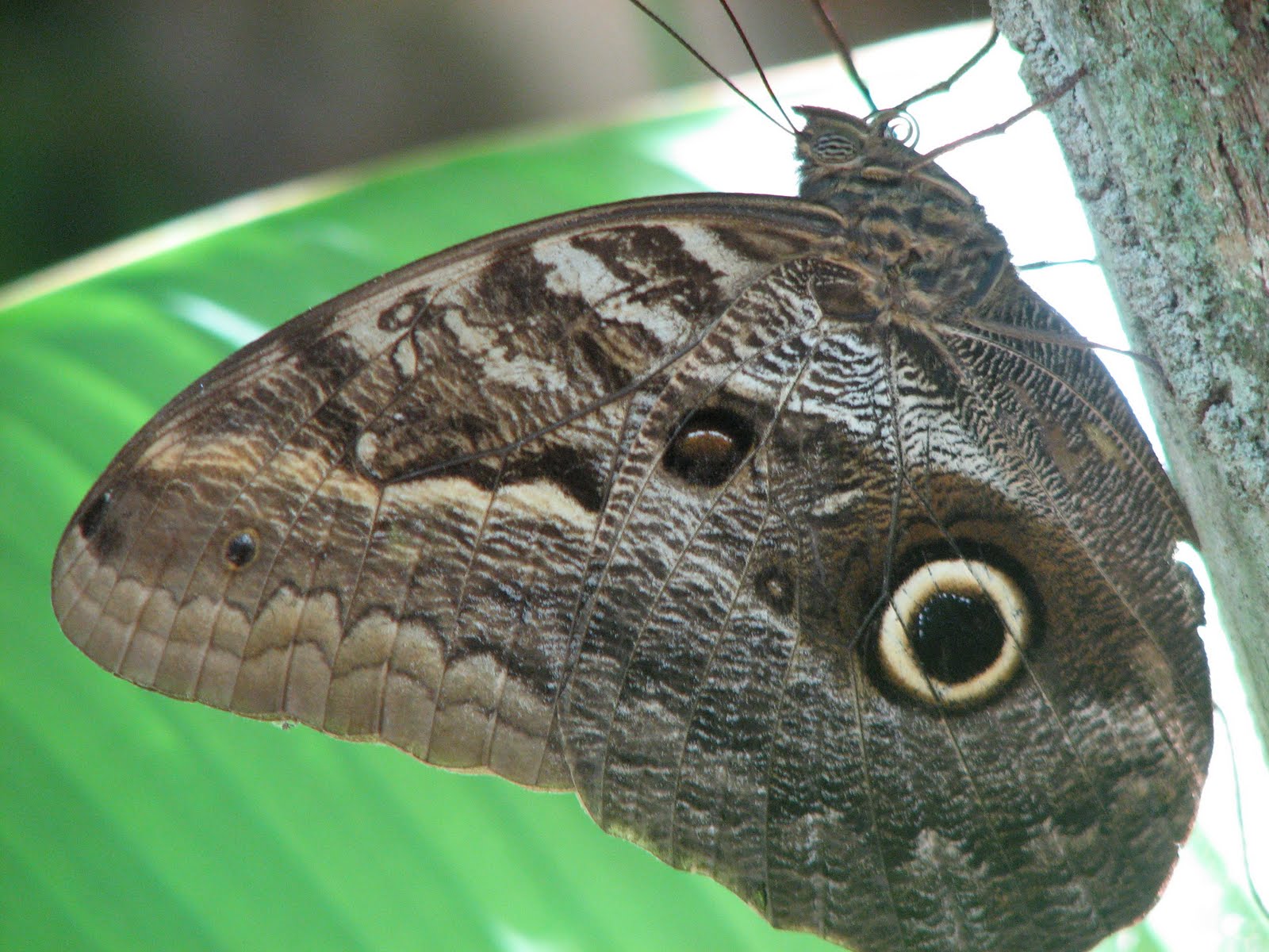 Roy´s Travels: New pics from Ambue Ari