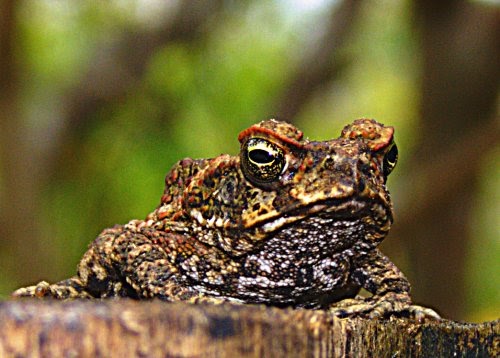 tyto tony: Bumpy frog and Mr Grumpy