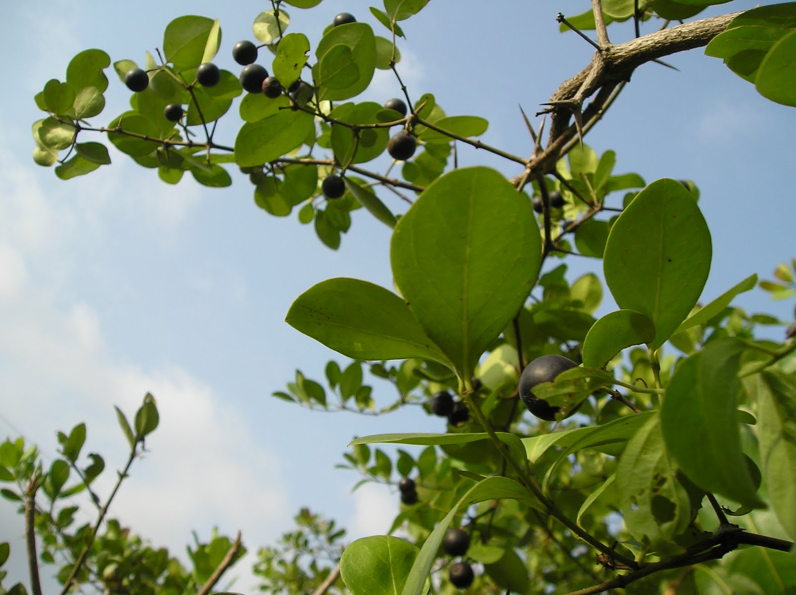 sway wild lily: 05/25/10