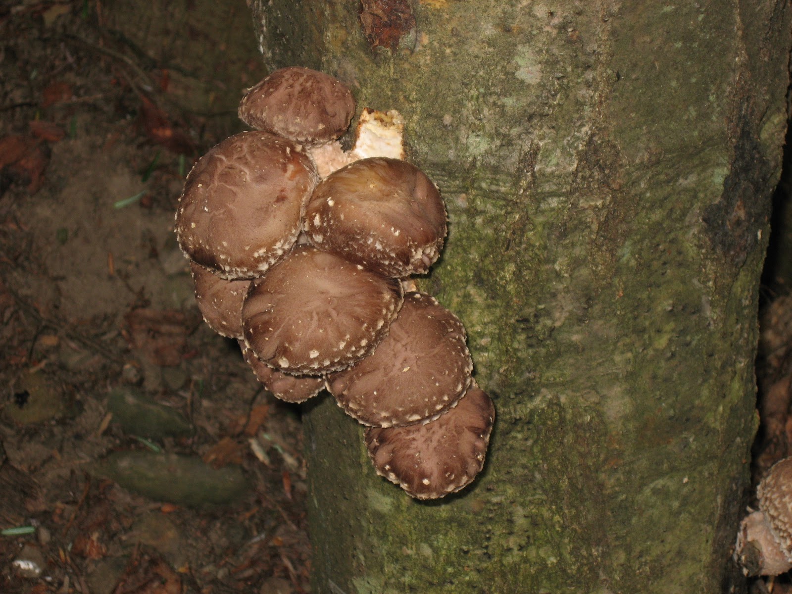Ithaca's Food Web: Cornell's MacDaniels Nut Grove showcases forest farming