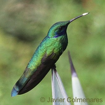 Hummingbird Pics ®: Colibri coruscans