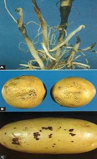 Bactericida, fungicida de amplio espectro "VENTURINA SL": - La ...