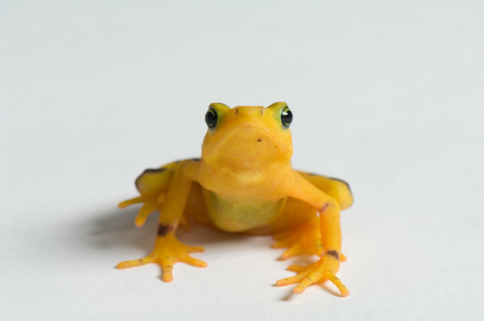 C U B E: Joel Sartore's Photo Ark Project