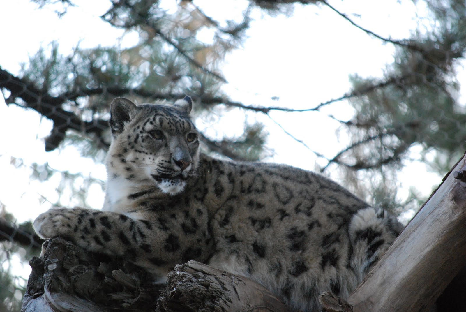 Cheyenne Mountain: Cheyenne Mountain Zoo Quarters For Conservation