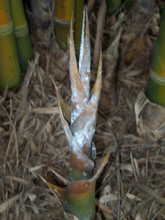 Beautiful Bamboo: What kind of bugs are on my bamboo?