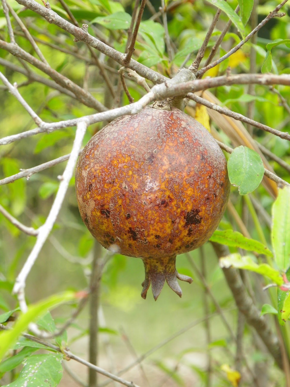 Simply Living: Pomegranate — a messy fruit with a rich history