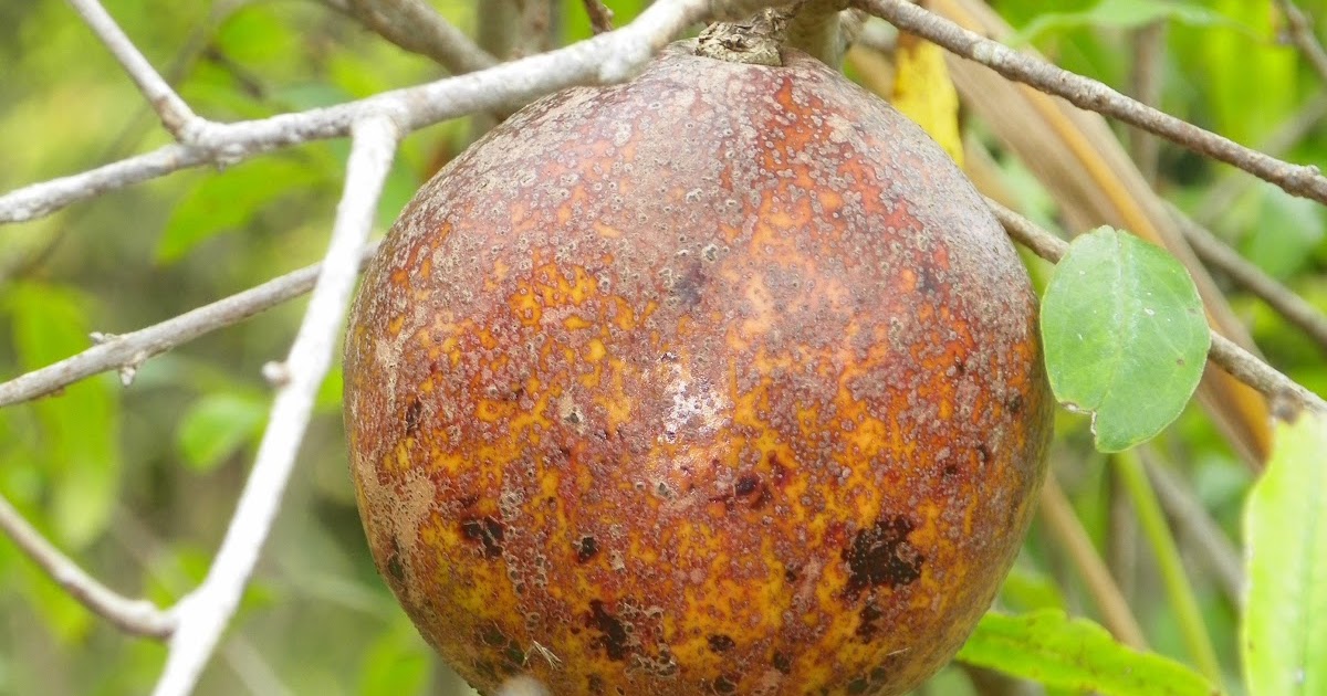 Simply Living: Pomegranate — a messy fruit with a rich history