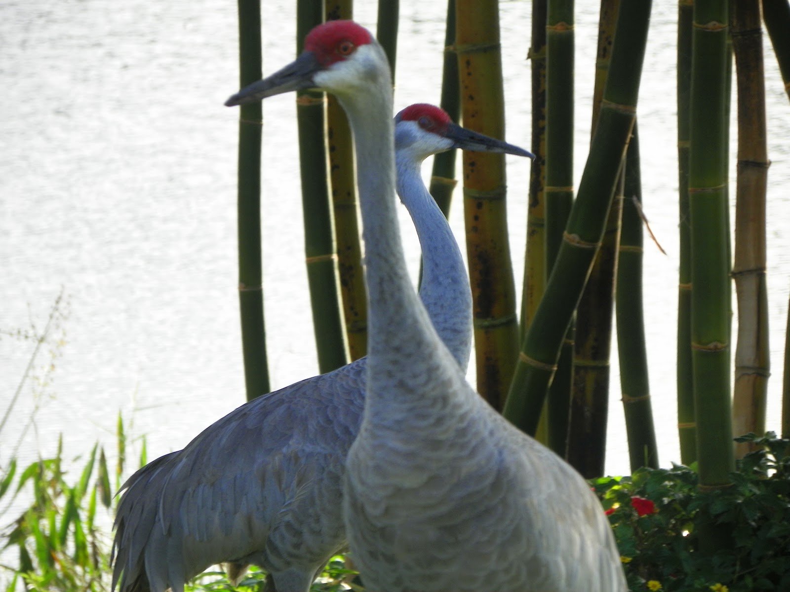 Simply Living: Sandhill cranes' mating dance a stunning spectacle
