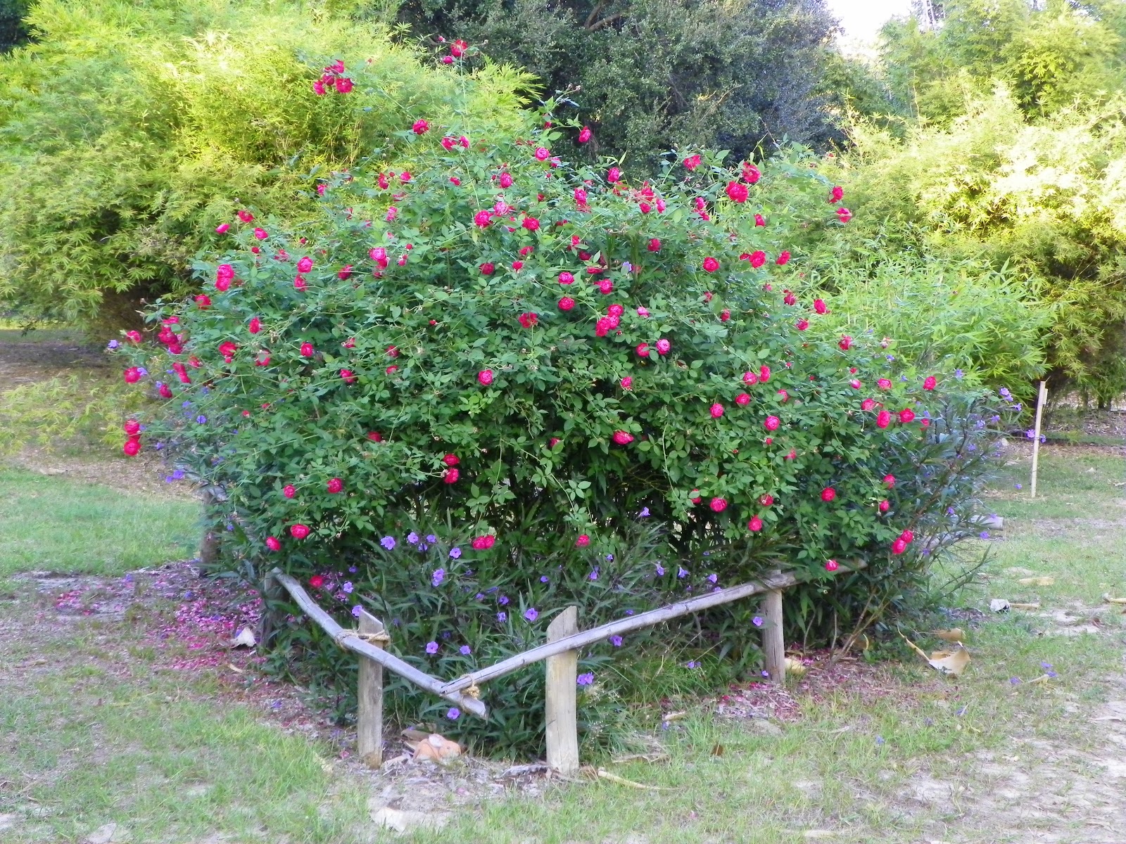 Simply Living: Fancy name belies rose's hardy nature