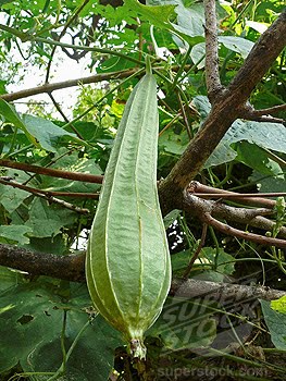 Pharmacognosy: Luffa acutangula