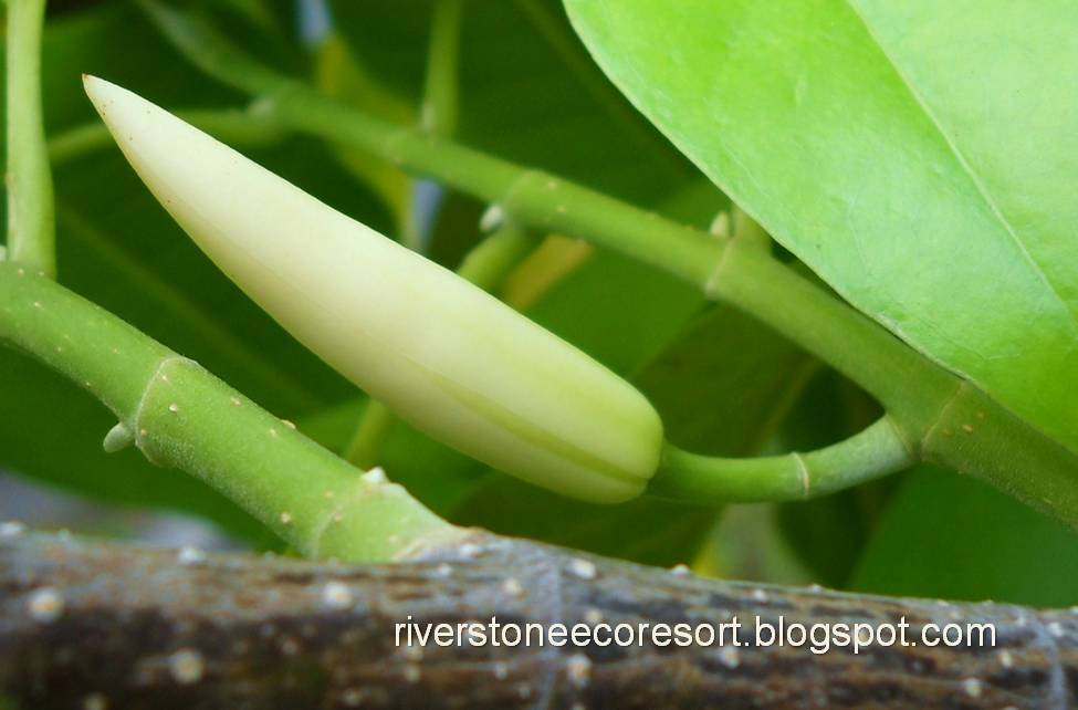 Riverstone Eco Resort: LAMAN HERBA - Cempaka