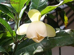 Riverstone Eco Resort: LAMAN HERBA - Cempaka