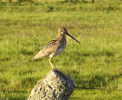 lenguaguarani: KÁSO ÑEMOMBE'U: JAKAVERE YPYKUE