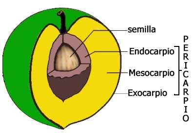 Desafio de la agricultura salida 1: FRUTALES