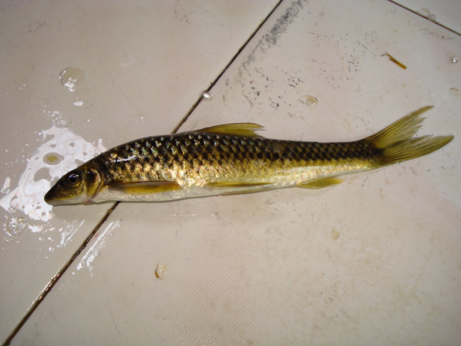 TEROPONG TEROPONG: Ikan Ikan Sungai Bil 2