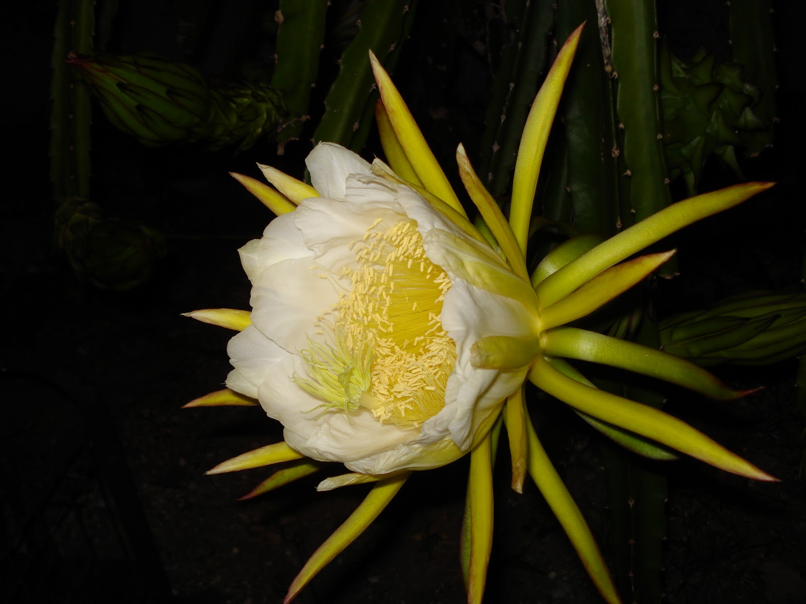 TEROPONG TEROPONG: Buah Naga