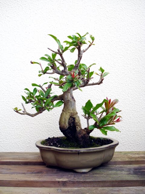 Al-Gharb Bonsai: [Punica Granatum Nejikan] Romanzeira Japonesa