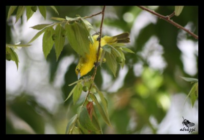birds i view: Burung-burung Sawah : Merbah Kunyit